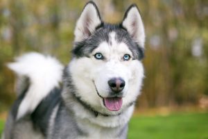 Thư Viện Thú Cưng - Thế Giới Vật Nuôi Cảnh | Cẩm Nang Chăm Sóc Pet