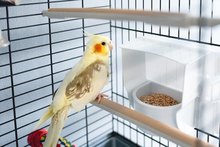 Vẹt Cockatiel | Đặc Điểm Giống Loài, Cách Nuôi & Chăm sóc - Thư Viện ...
