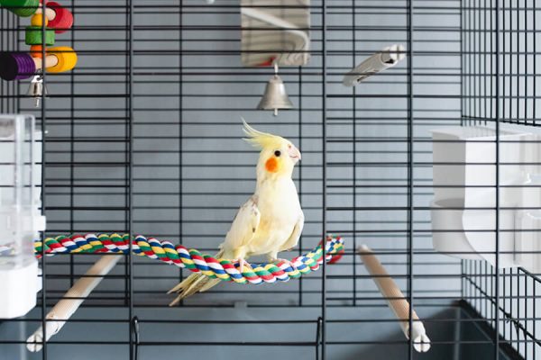 Vẹt Cockatiel | Đặc Điểm Giống Loài, Cách Nuôi & Chăm sóc - Thư Viện ...